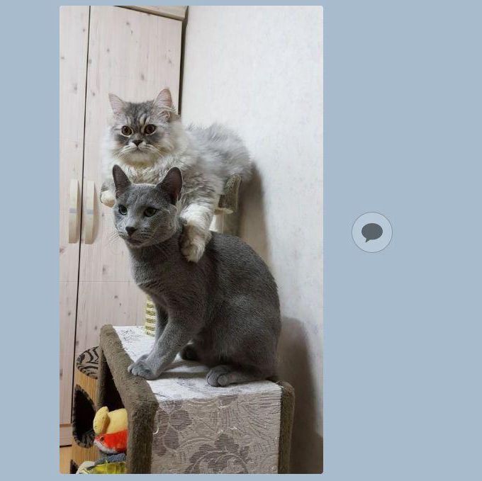 디지털 크리에이터